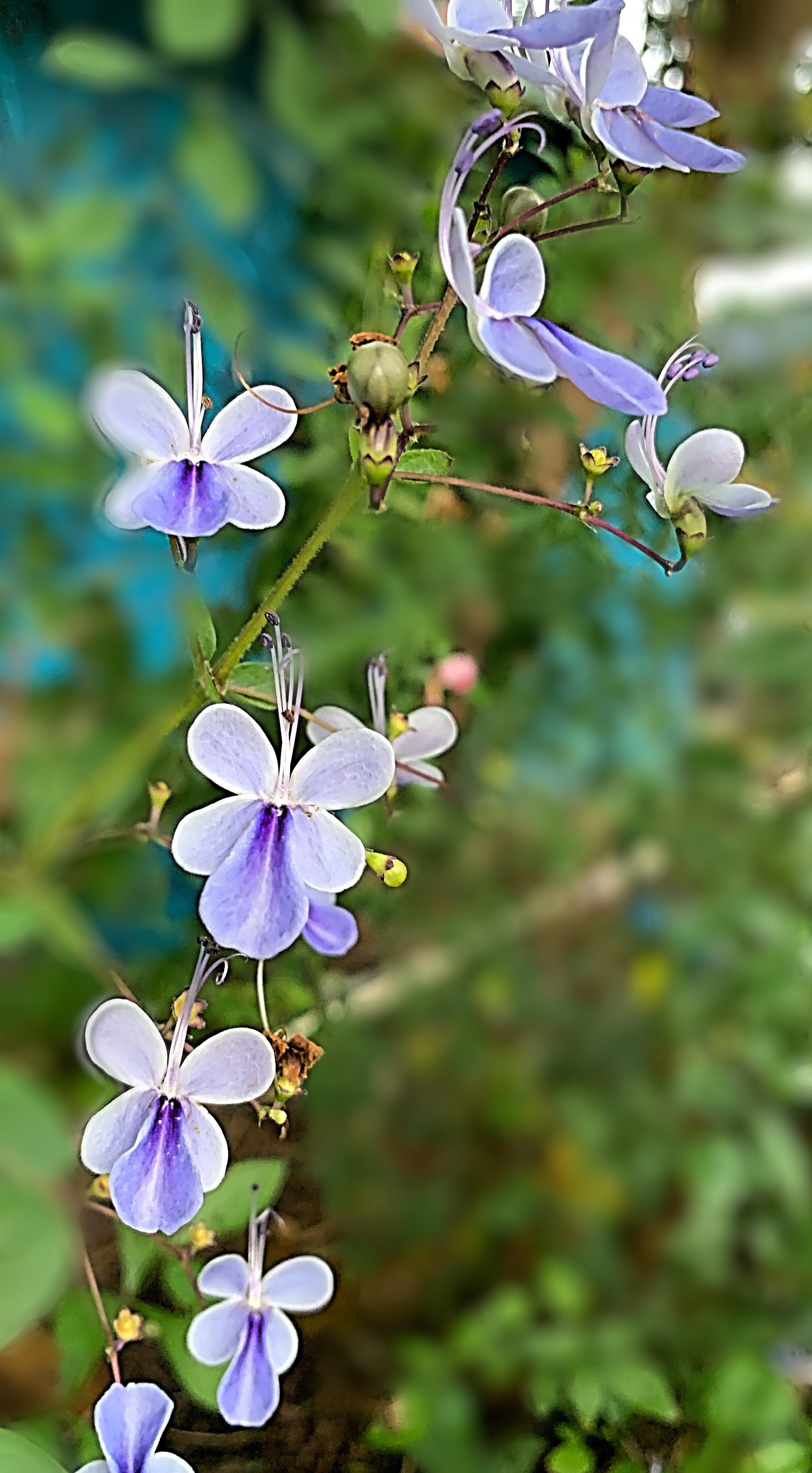 blue flower, blue butterfly bush, clerodendrum, perennial, plant ...